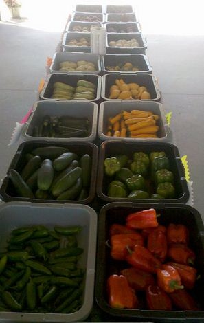 Blue Barn Produce Sweet corn $3.00 per dozen (local deal) – A Thrifty Mom