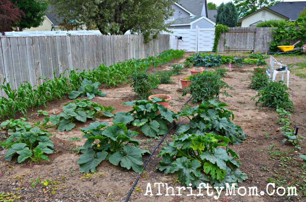 Garden Tips – How to cut and harvest Broccoli – A Thrifty Mom