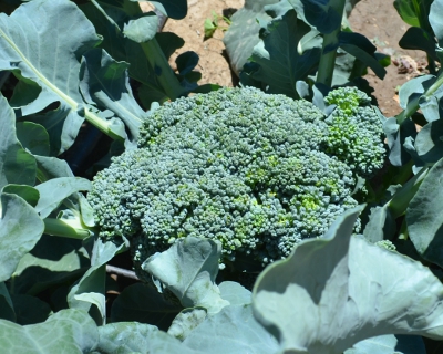 Garden Tips – How to cut and harvest Broccoli – A Thrifty Mom