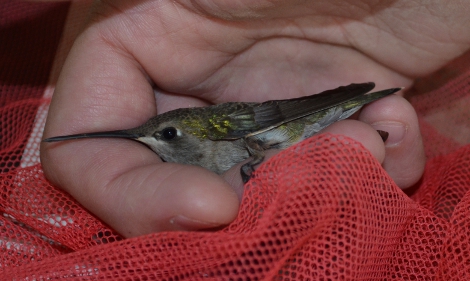 Good deed of the day – Save a hummingbird – A Thrifty Mom