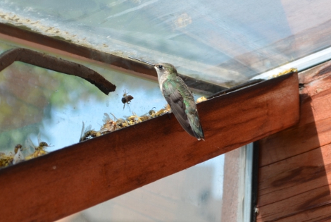 Good deed of the day - Save a hummingbird - A Thrifty Mom