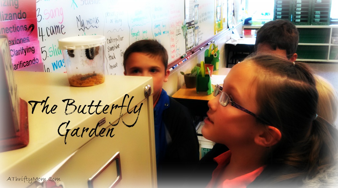 Great Project and Learning for kids ~ Live Butterfly Garden or Lady Bug ...