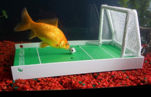 How to Train a Fish – Complete Kit – A Thrifty Mom