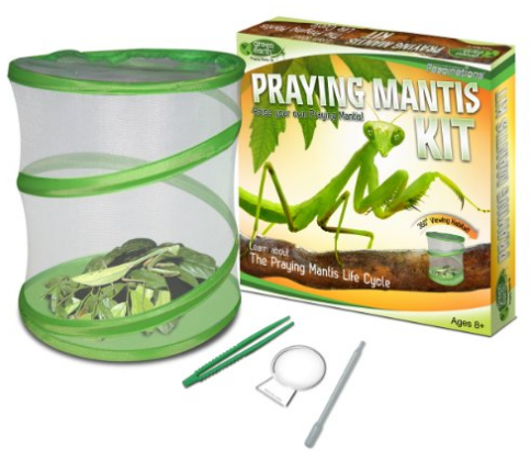 Praying Mantis Farm A Thrifty Mom