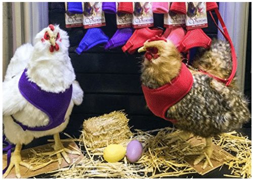 How did the chicken cross the road… With a harness! – A Thrifty Mom