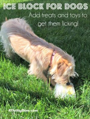 Ice block for dogs, fun summer heat relief – A Thrifty Mom