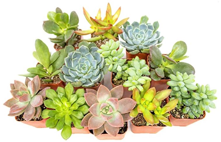 Live Succulent Plants – A Thrifty Mom