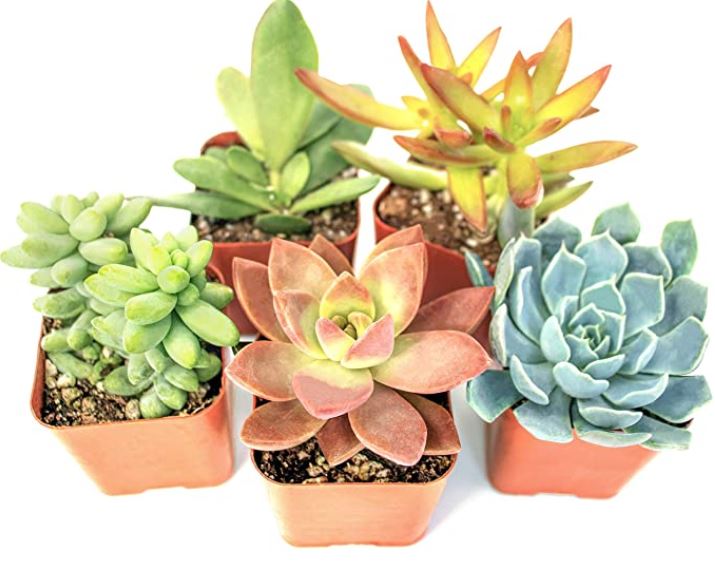 Live Succulent Plants – A Thrifty Mom